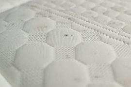 Mold on Mattresses: Symptoms, Causes, and Removal - HomelyVille