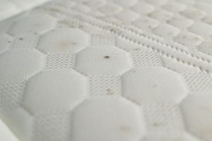 Mold on Mattresses: Symptoms, Causes, and Removal - HomelyVille