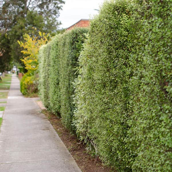 Best Outdoor Sound Barriers for Reducing Traffic and Neighbor Noise ...